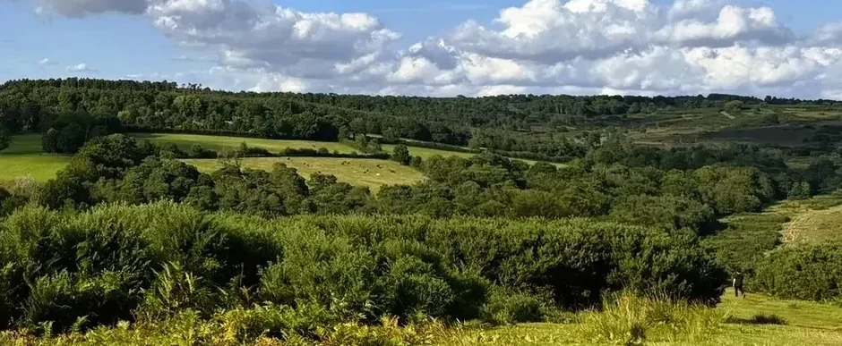 Calculate Biodiversity Units | Step-by-Step BNG Guide