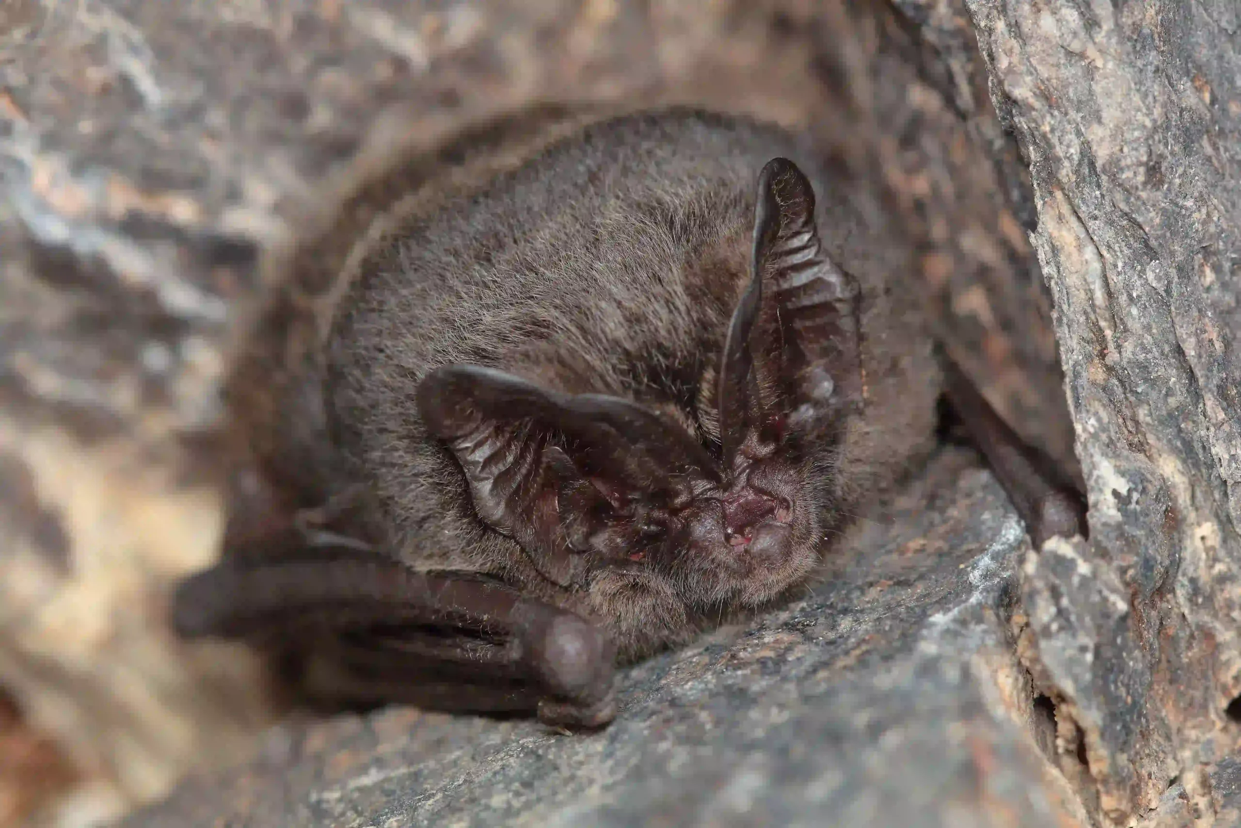 Bat Survey for Planning | Bat Roost & Bat Emergence Surveys